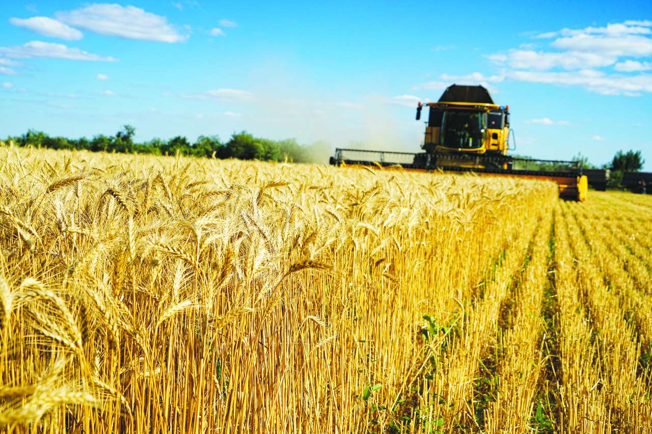 Wem gehört der ukrainische Weizen?